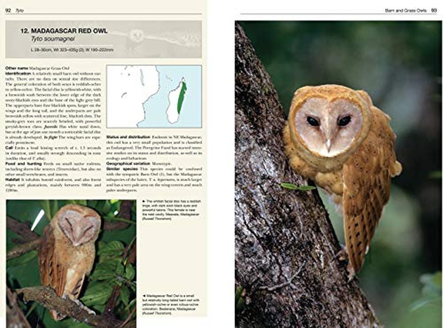 Owls of the World: A Photographic Guide - (Libro en Inglés) – Cadabra ...